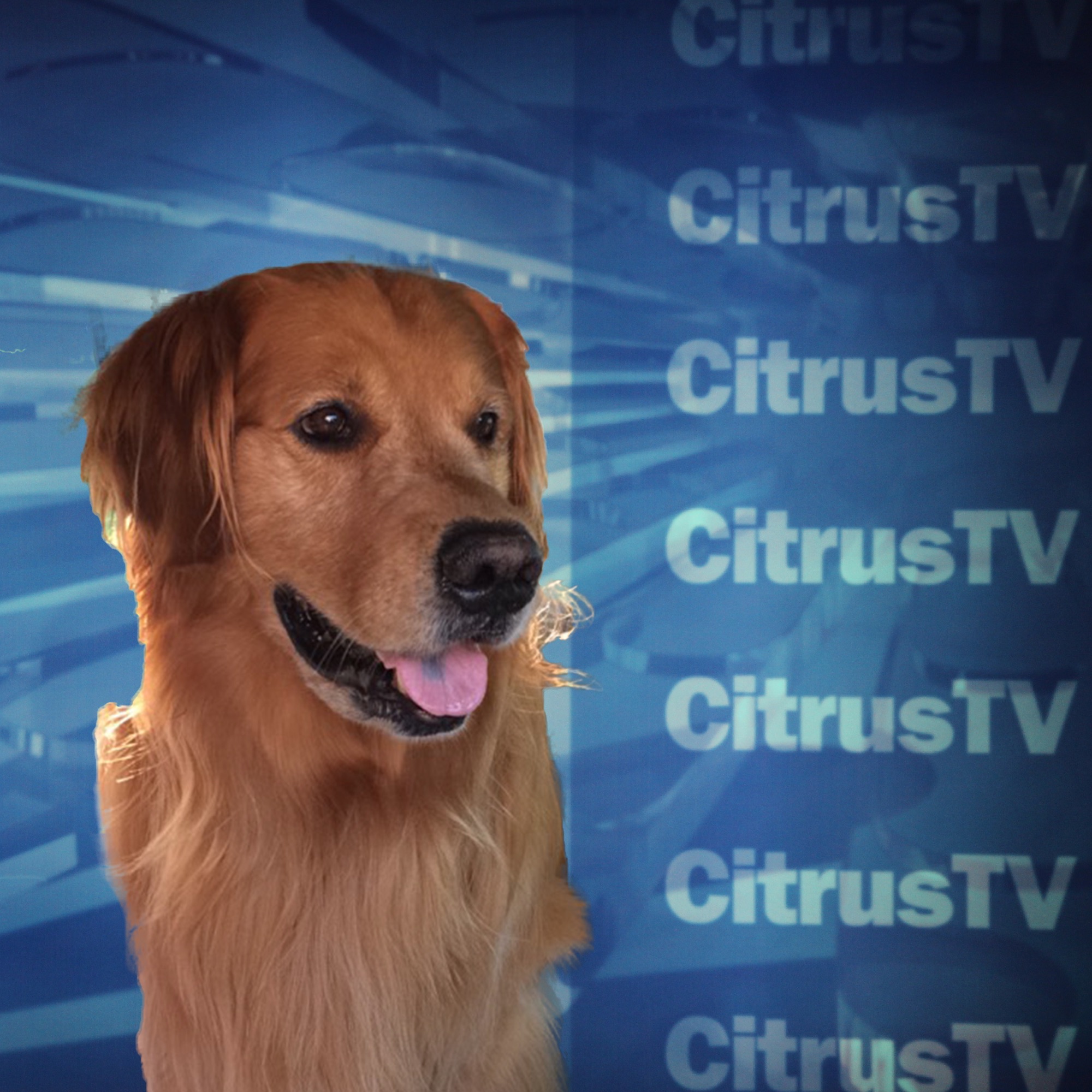 CitrusTV Puppy | CitrusTV
